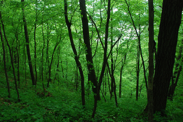 USAID’s Trees Outside Forests in India (TOFI) Activity - fundsforNGOs