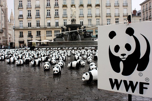WWF’s Conservation Workshop Grants: Supporting Training Workshops with ...