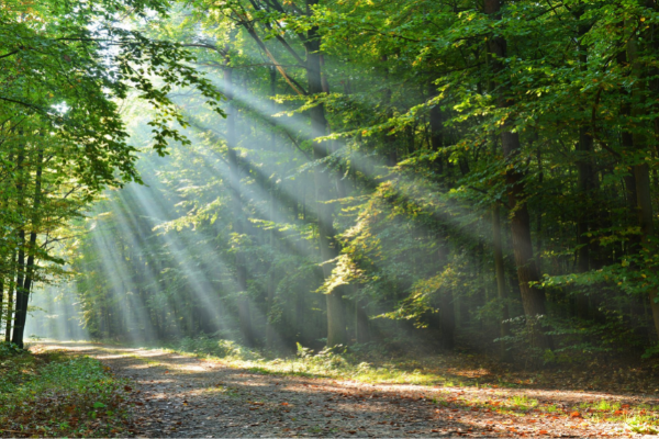 How to establish Effective Governance in Your NGO