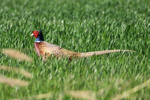 Theodore Roosevelt Genius Prize Competition for Managing Invasive ...