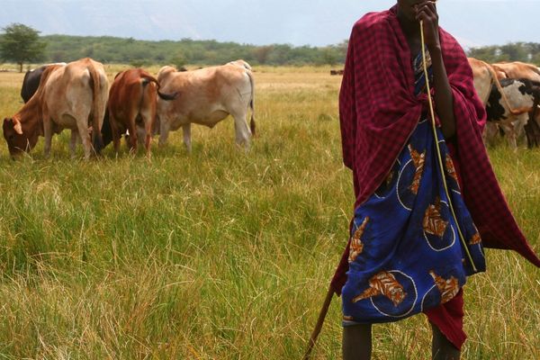 AKI’s Africa-Based Animal Welfare Organization Grant Program - fundsforNGOs