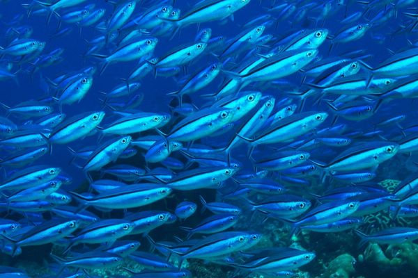 Sustainable Fisheries Fund – United States - fundsforNGOs