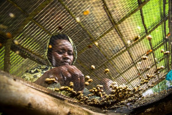 Open Call: Boosting Food Production in Rwanda “KUNGAHARA” - fundsforNGOs