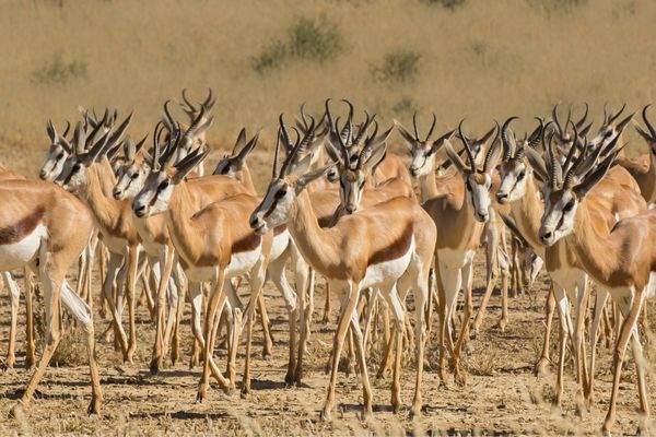 ZAA Conservation Grants 2023 – United States - fundsforNGOs