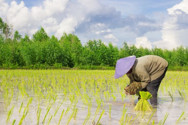 UK: Farming Innovation Programme – Feasibility (Round 3) - fundsforNGOs